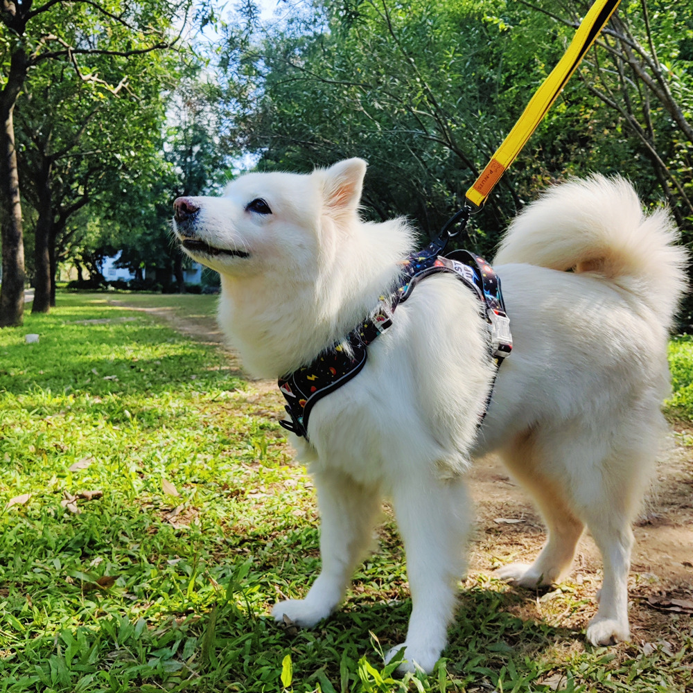 360° Full Protection Heavy Duty Designer Dog Harness | P-NUTS - Top Dog ...